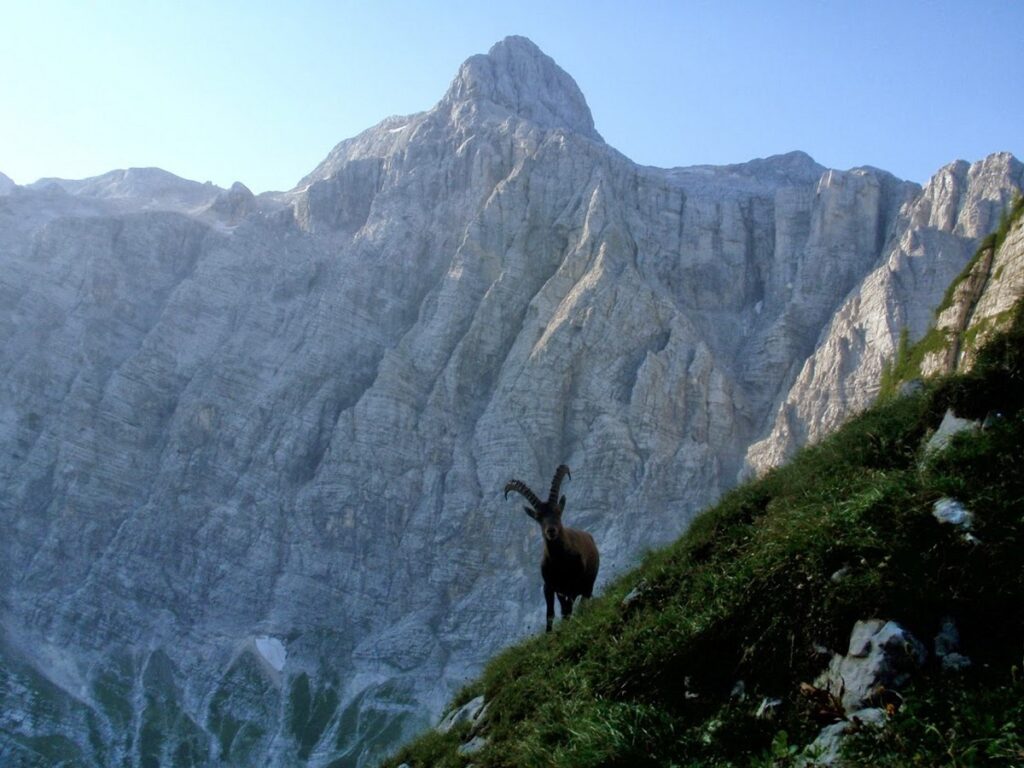 Animals in the Mountains.Wildlife in Alps | SloveniaAlps.com